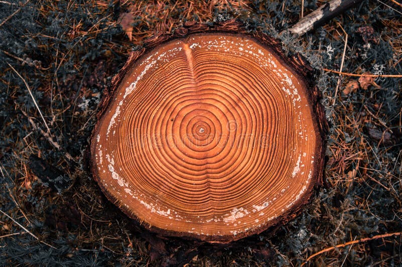 Ash Tree Wood Cross Section