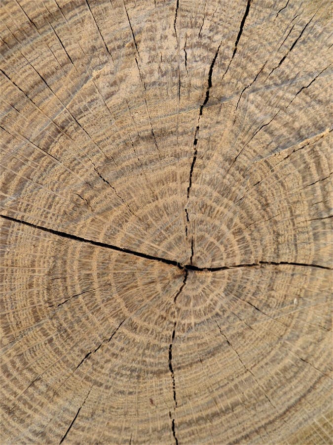 Tree rings on cut log stock image. Image of netless - 192040011