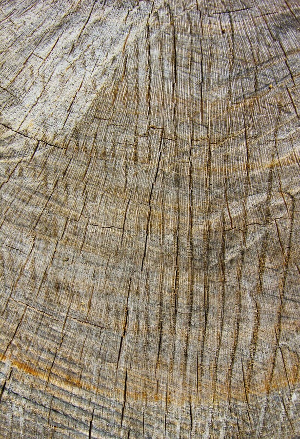 Tree rings stock image. Image of detail, circle, natural - 92182697