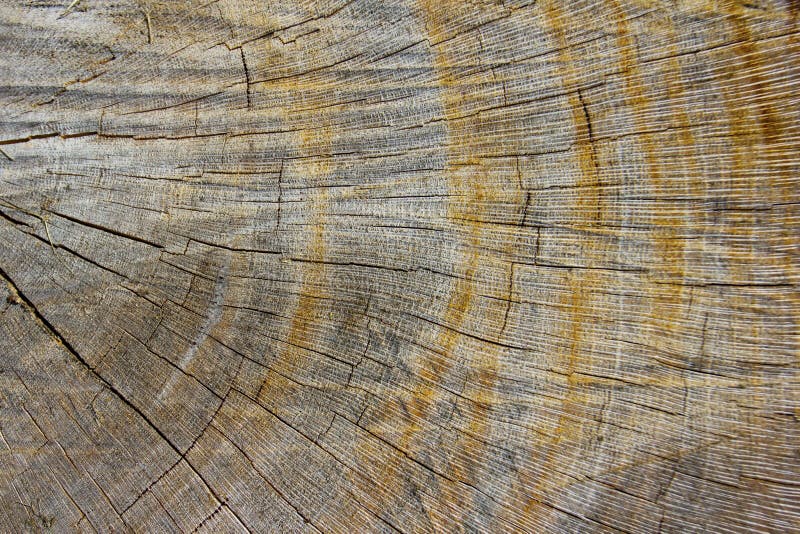 Tree rings stock image. Image of pattern, grain, firewood - 92185013