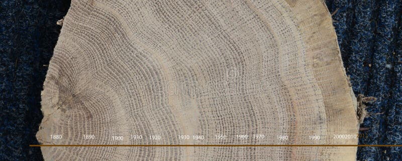 Tree Rings, dated. stock image. Image of rings, 1880 - 81093169