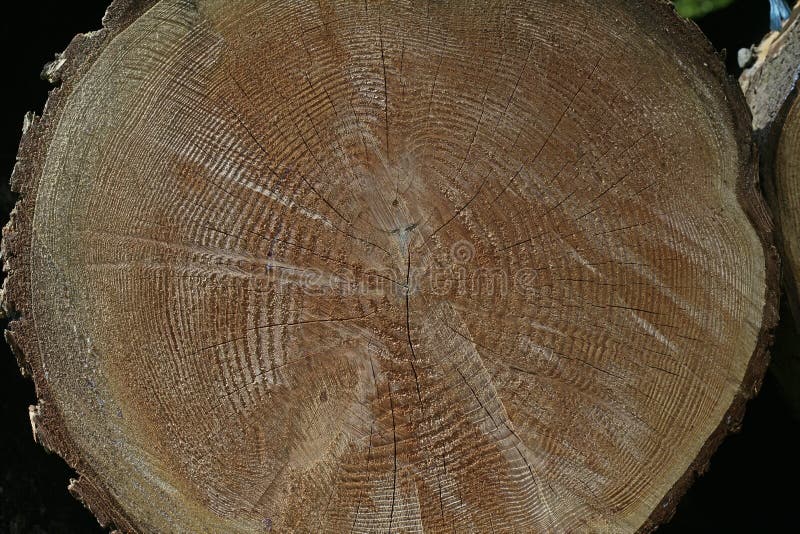 Tree rings, stock image. Image of ring, ageing, annual - 36557201