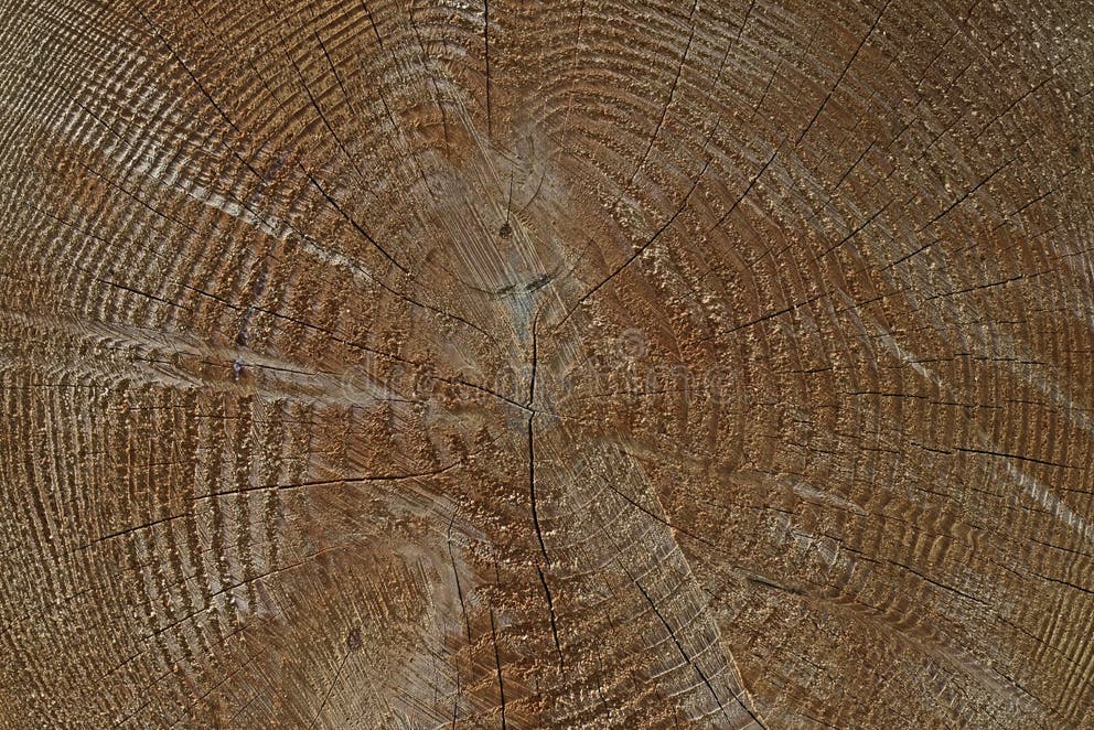 Tree rings, stock image. Image of flora, depicting, ageing - 36557231