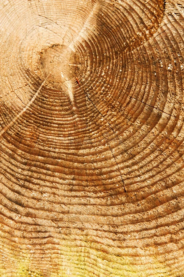 Tree rings stock image. Image of ring, closeup, nature - 43315461