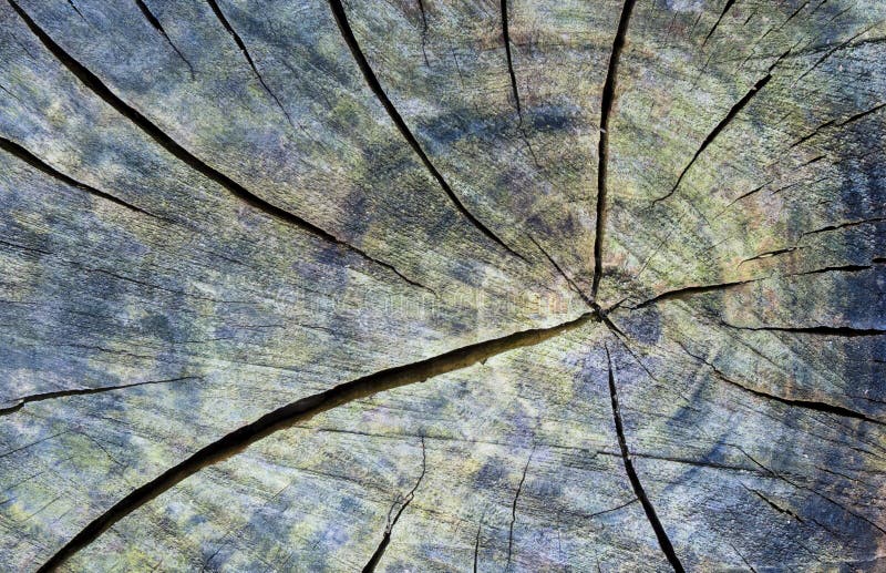 Tree rings detail stock image. Image of lines, concentric - 45387255