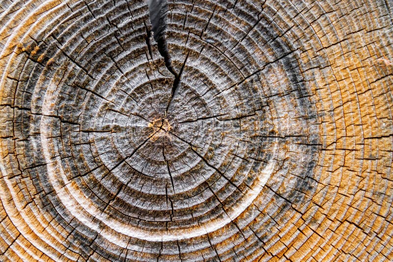 Tree Rings stock photo. Image of cabin, cracks, organic - 40202764