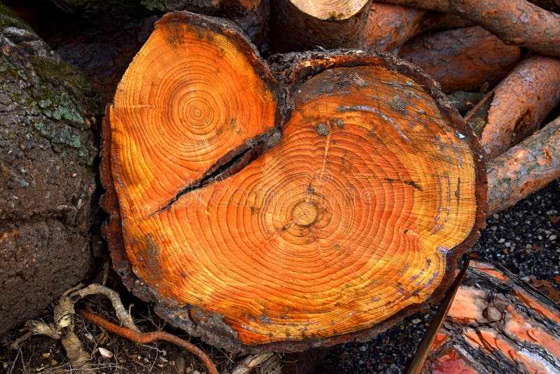 Tree Rings of the Italian Stone Pine, Old Tree Trunk of a Fallen ...