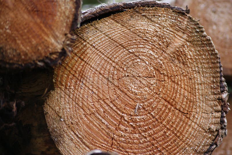Log Rings stock photo. Image of logging, round, ring, circles - 3141810