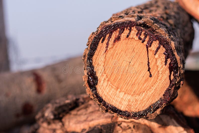 Tree Rings Log Wood Tree Trunk. Stock Photo - Image of rings ...