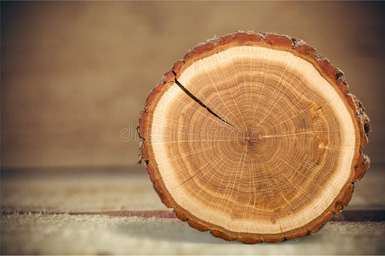 Tree Rings stock photo. Image of industry, wood, nature - 59852414