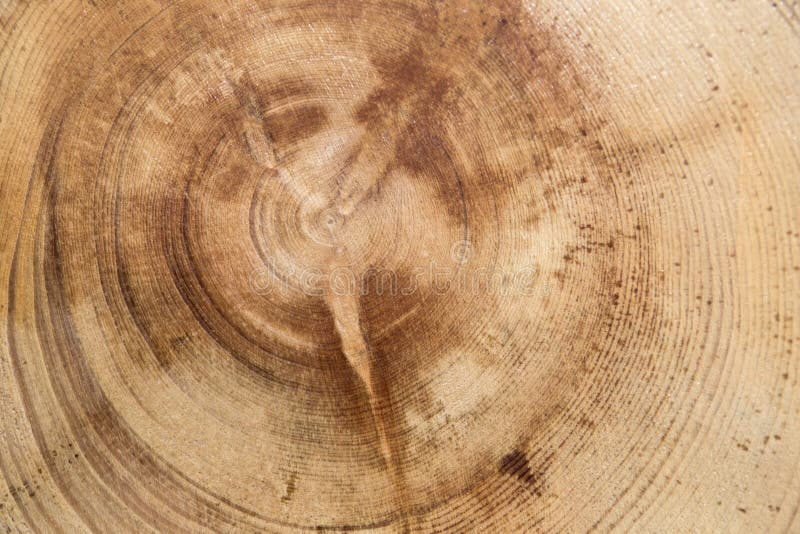 Tree rings texture stock image. Image of aging, detail - 113497773