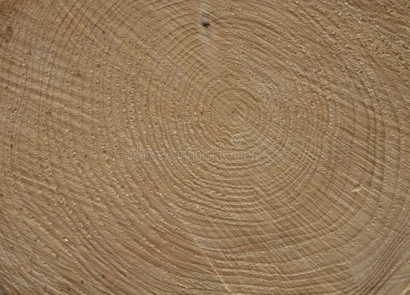 Tree rings stock photo. Image of circles, background - 86689398