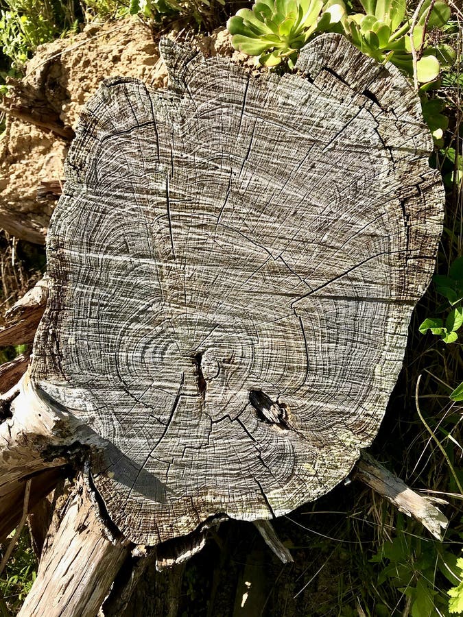 Rree rings stock image. Image of annual, firewood, brown - 173958307