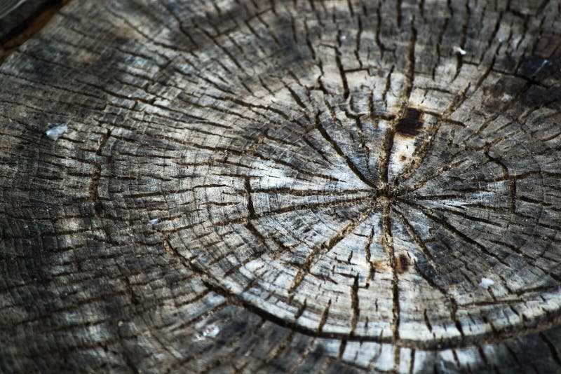Tree Rings stock photo. Image of aging, material, cracked - 52624552