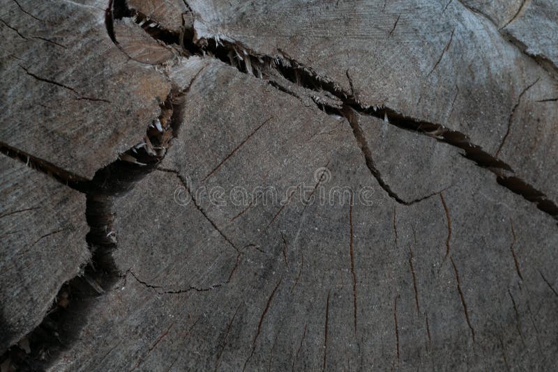 Tree Rings. Old Weathered Wood Texture with Chopped Log Cross Section ...