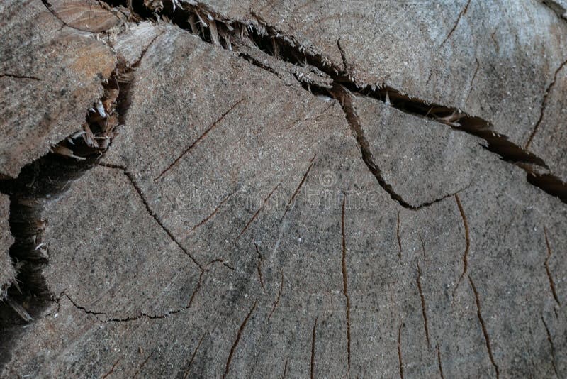 Tree Rings. Old Weathered Wood Texture with Chopped Log Cross Section ...