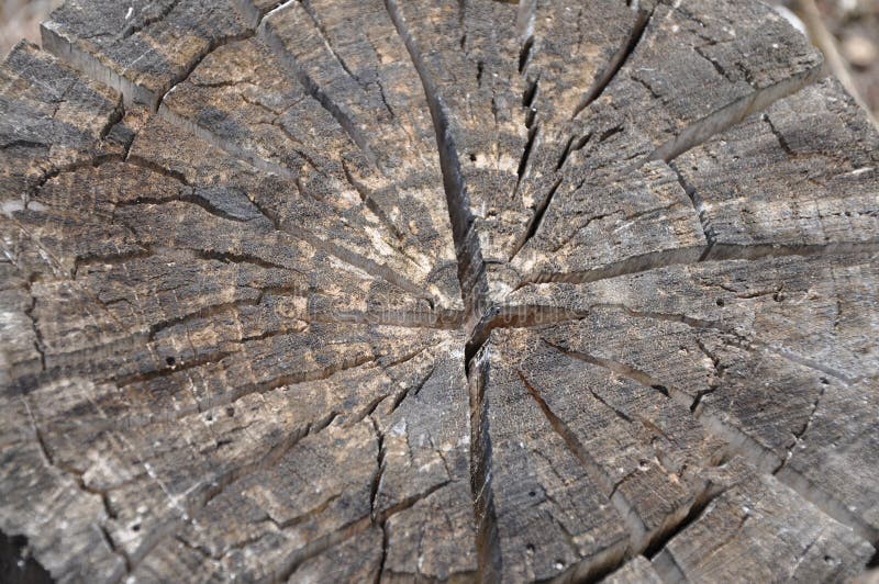 Tree Rings Old Weathered Wood Texture with the Cross Section of a Cut ... Tree Rings Old Weathered Wood Texture with the Cross Section of a Cut ...
