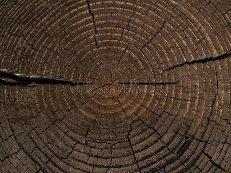 Tree Rings Old Weathered Wood Texture with the Cross Section of a Cut ... Tree Rings Old Weathered Wood Texture with the Cross Section of a Cut ...
