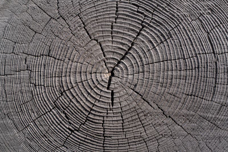 Tree Rings of an Old Wooden Log Stock Image - Image of closeup, ring ...