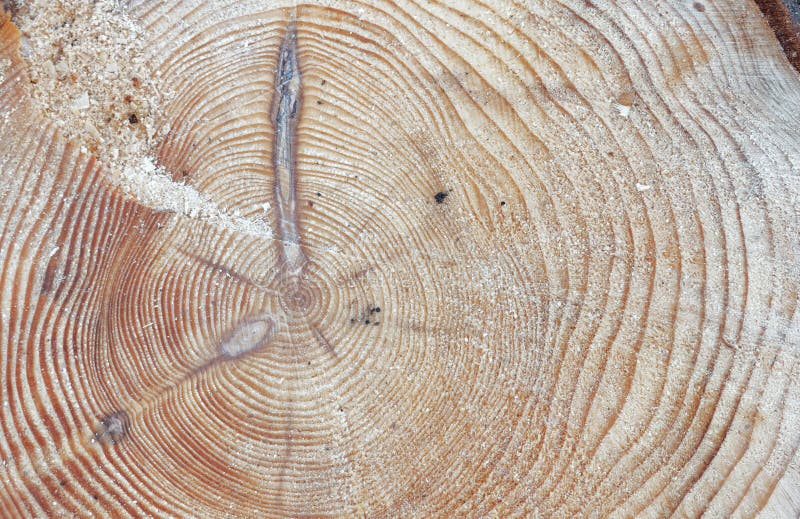 Tree rings of a pine tree stock image. Image of brown - 68282649