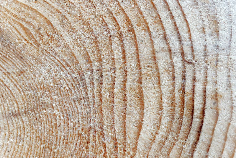 Tree rings of a pine tree stock image. Image of growth - 68282665