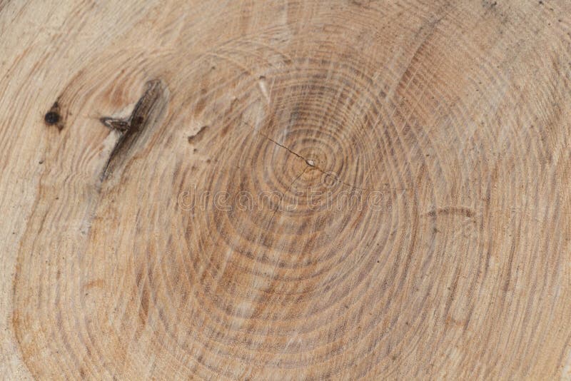 Tree Rings on the Section of Its Trunk Stock Photo - Image of circle ...