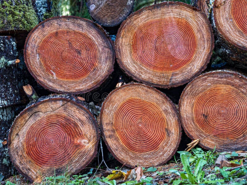 Tree Rings Show on a Pile of Stacked Cut Logs Stock Image - Image of ...