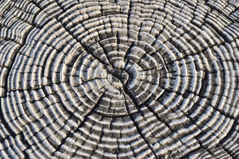 Tree Rings stock photo. Image of maple, life, leaf, span - 43052538