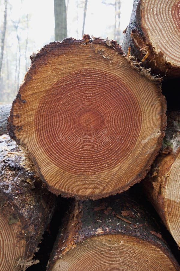 Tree rings stock image. Image of people, tree, rings - 35564133