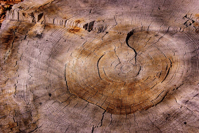 Tree rings stock photo. Image of aftermath, disaster - 47642512