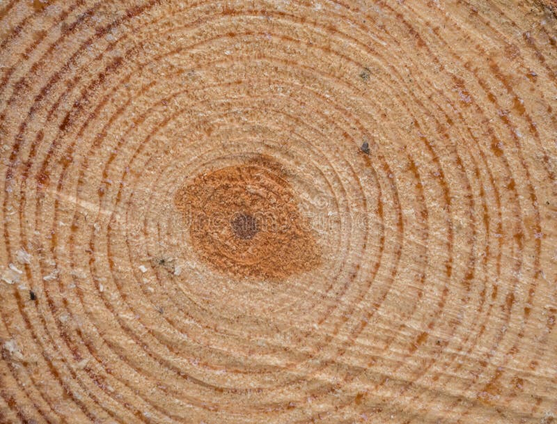 Tree Rings Template Background Material Stock Photo - Image of textured ...