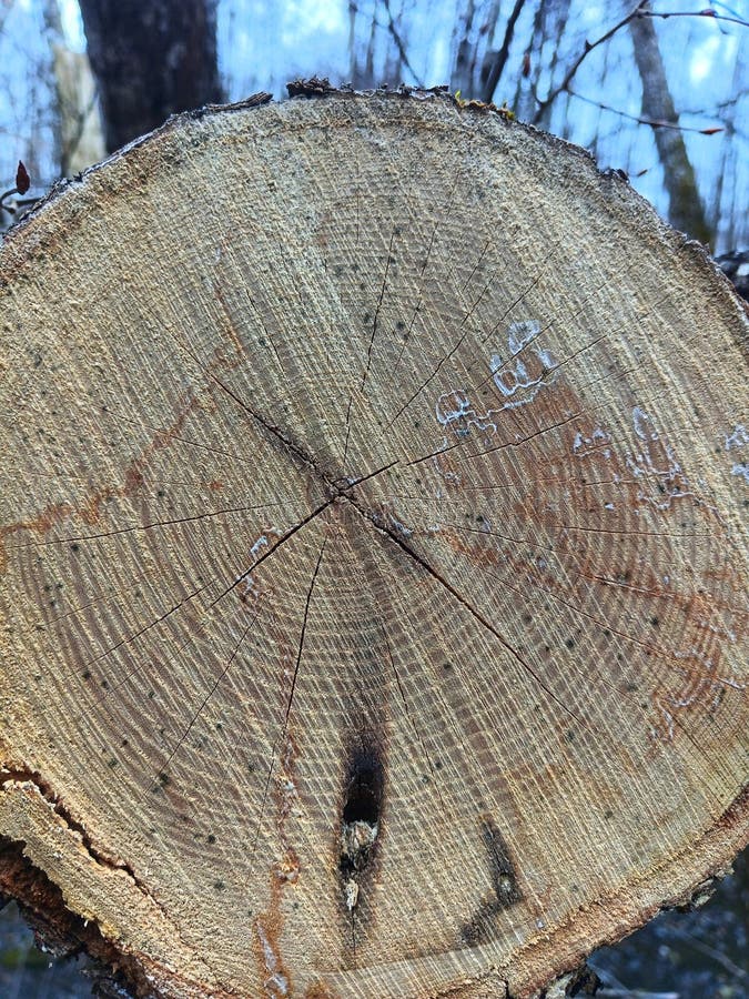 Tree Rings. Tree Texture. Abstract Nature. Background Nature. Stock ...