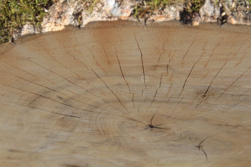 Tree Rings Texture Background Stock Photo - Image of annual, material ...