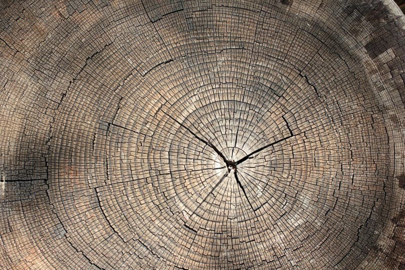 Tree rings stock photo. Image of carpenter, growth, background - 188887514