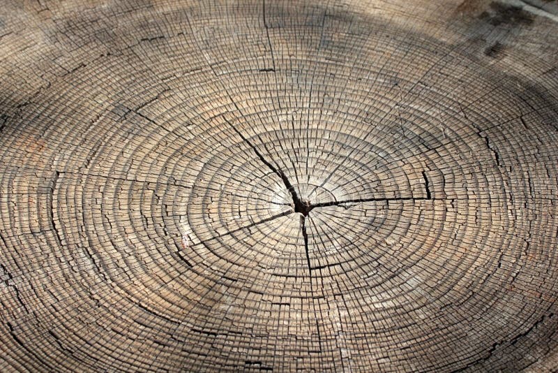 Tree rings stock image. Image of aging, growth, lumber - 188887745