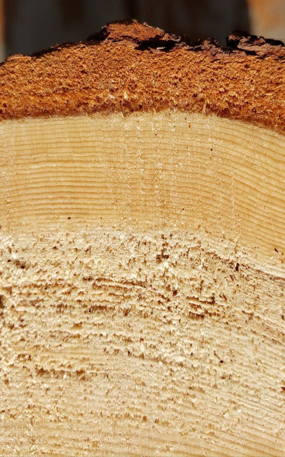 Tree rings stock image. Image of tree, bark, pulp, wood - 142807961