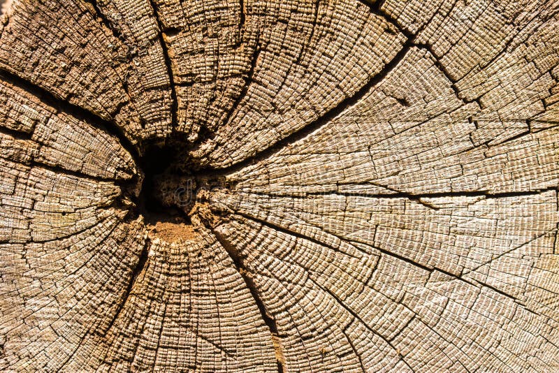 Tree Rings on a Weathered Tree Trunk Stock Image - Image of ring, rings ...