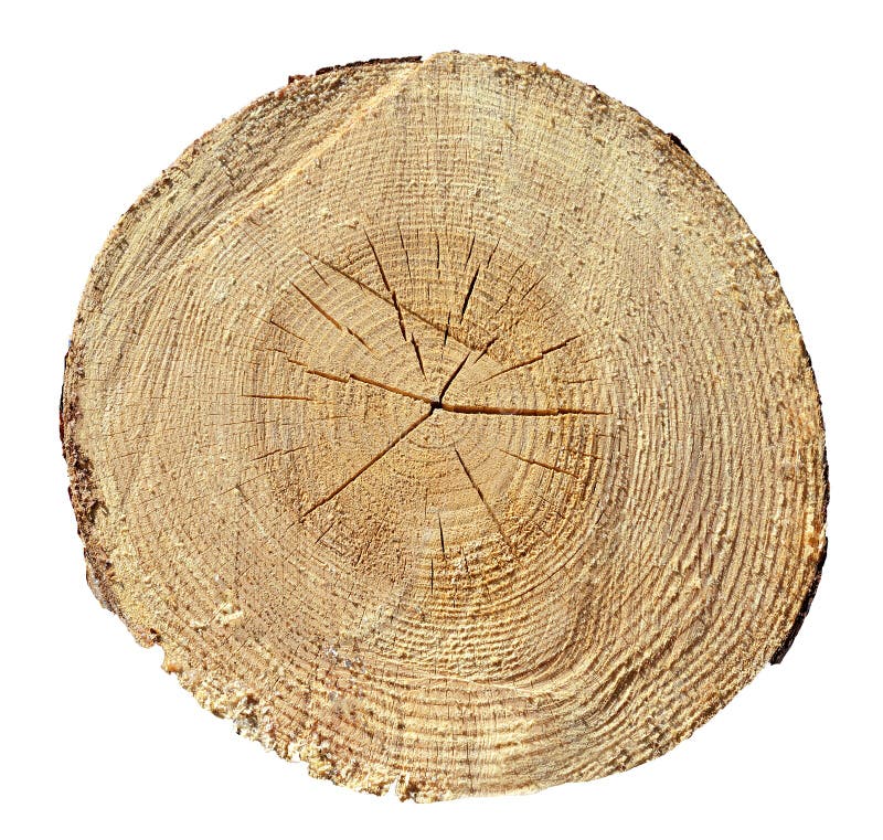 Tree Rings, Wood, Log. Wooden Texture Stock Image - Image of pine ...