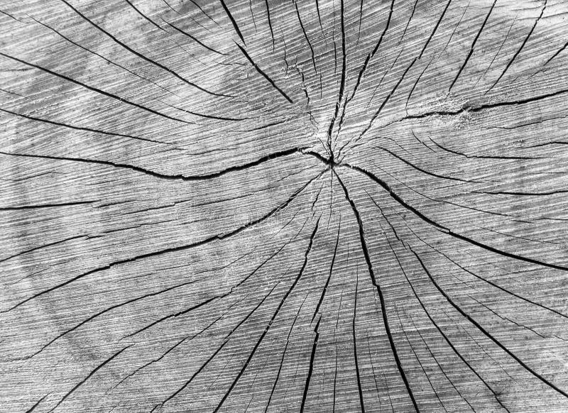 Tree Rings Old Weathered Wood Texture with the Cross Section of a Cut ...