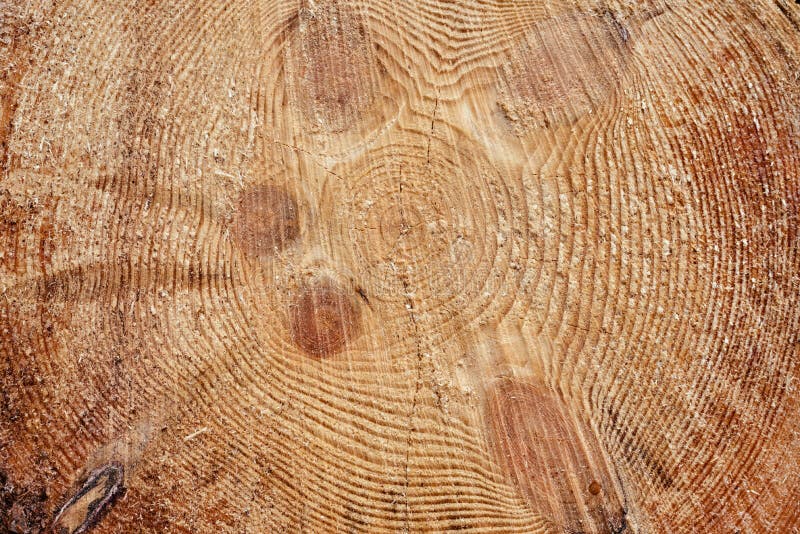 Tree Rings. Wood Texture with the Section of a Cut Log Stock Image ...