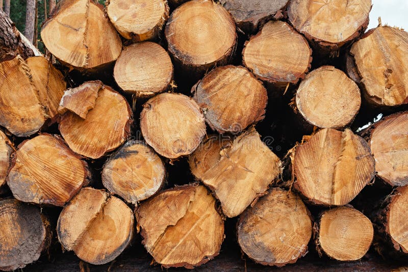 Tree Rings. Wood Texture with the Section of a Cut Log Stock Photo ...