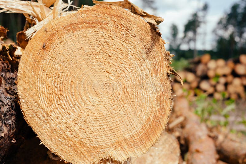 Tree Rings. Wood Texture with the Section of a Cut Log Stock Photo ...