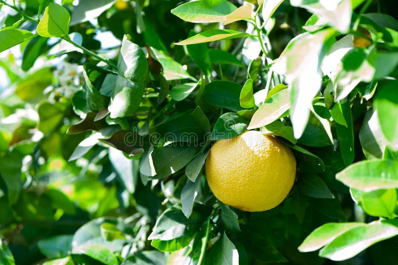 Tree with Ripe Grape Fruits Stock Photo - Image of green, healthy ...