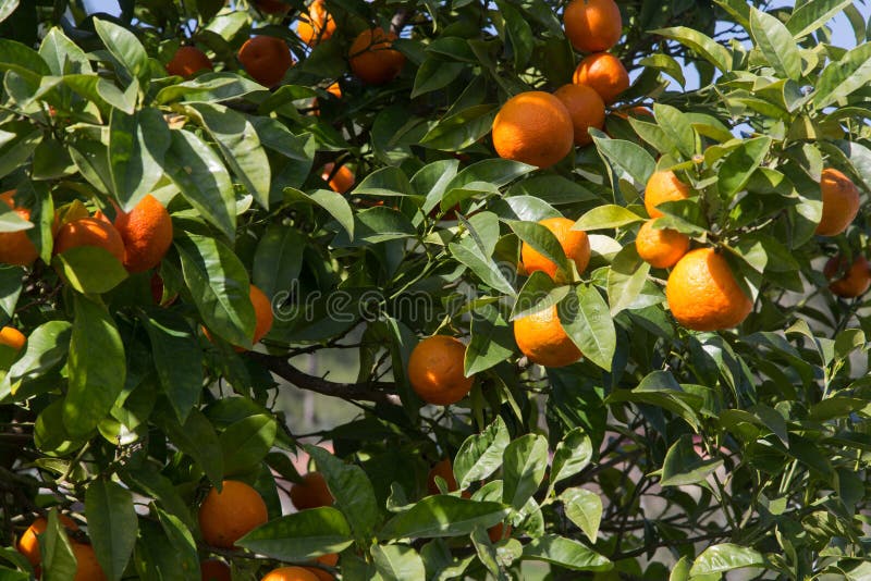 Tree with ripe oranges stock image. Image of leafy, leaves - 67845673