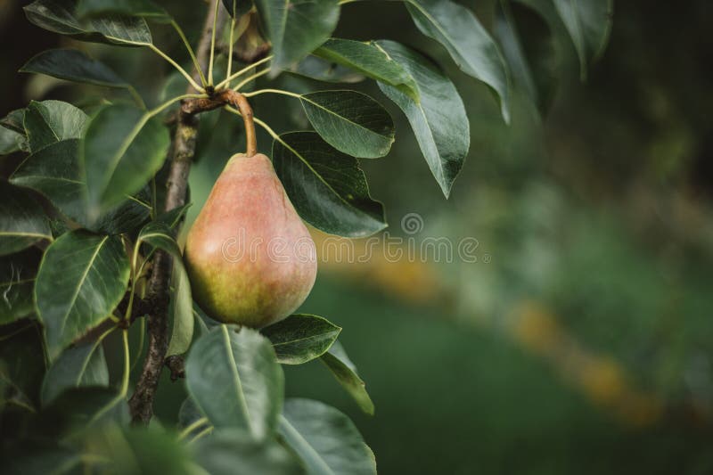 A Tree with Ripe Pear Fruits Stock Image - Image of tree, organic ...