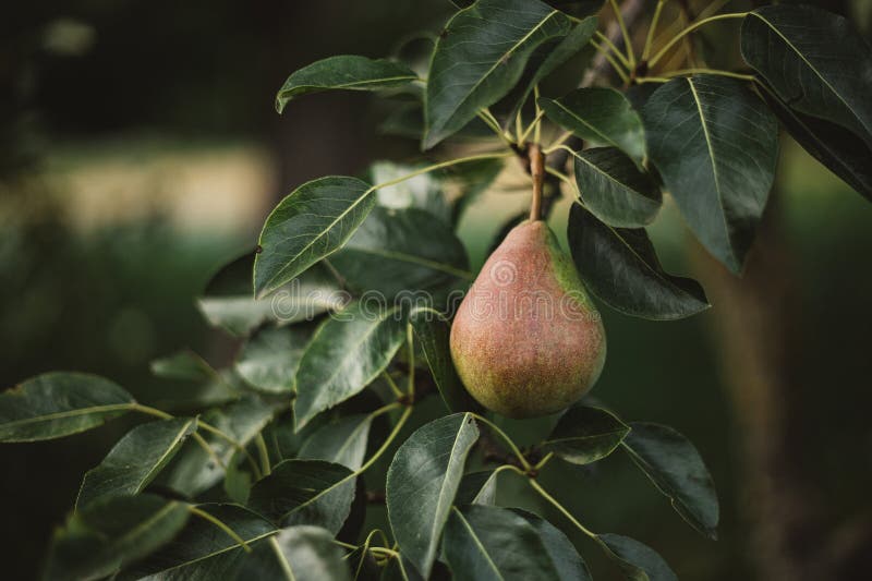 A Tree with Ripe Pear Fruits Stock Image - Image of countryside ...