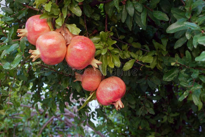 Tree with Ripe Pomegranate Fruit Stock Photo - Image of ripe ...
