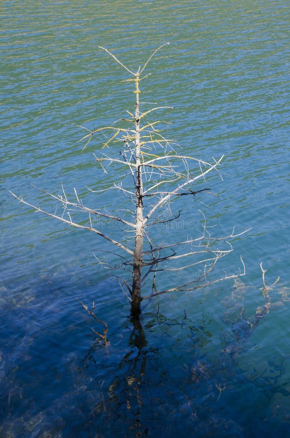 Tree Rising from the Lake Water Surface . Stock Photo - Image of ...