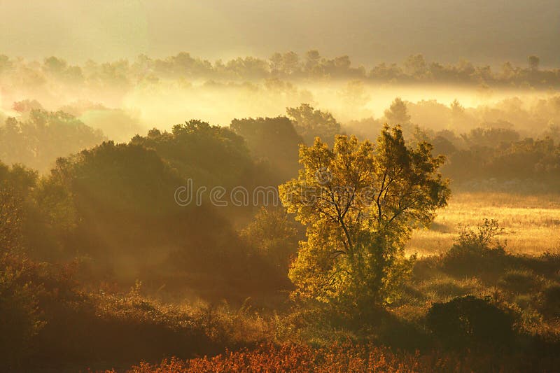 Tree In The Rising Sun Picture. Image: 3523824