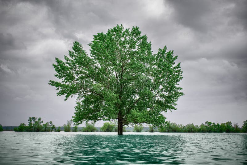Tree on a river stock photo. Image of wave, nature, forest - 154324500